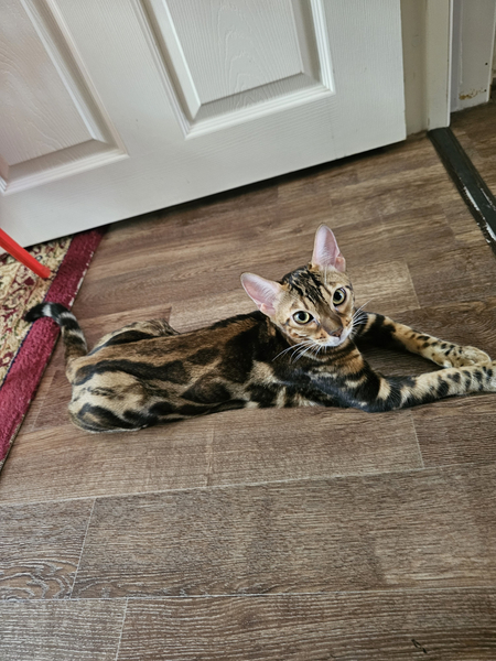 Бенгальские котята