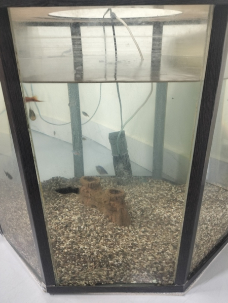 Akvarium 8 burchakli 150 litr hajmli