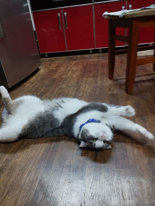 Шотландский скотиш Фолд