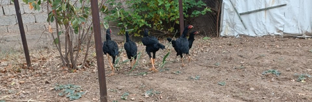 Dakan joʻja xoʻrozlar sotiladi udarlari