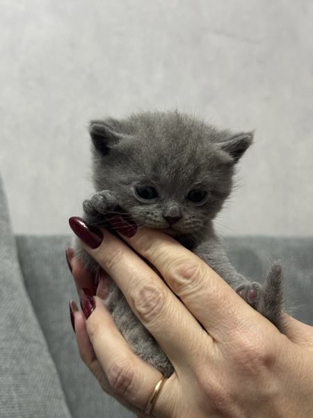 Котята британцы