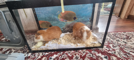 Морская свинка пара