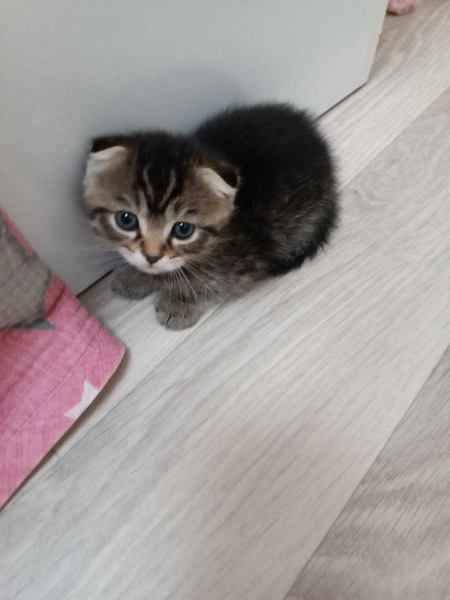 Котята скоттиш фолд