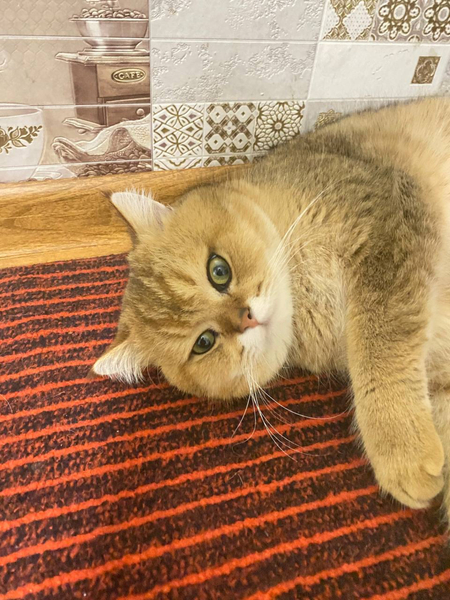 Шикарный котик Золотая шиншилла