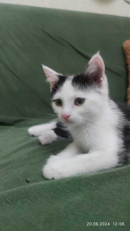 Котенок (девочка)