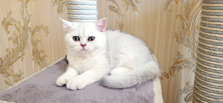 Серебристая шиншилла