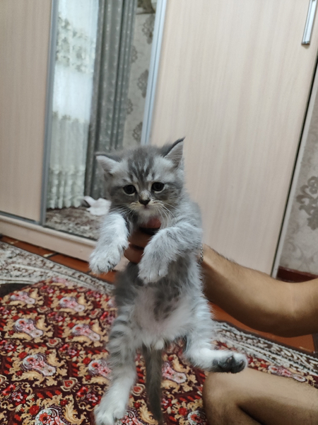 Кошкалар сотилади
