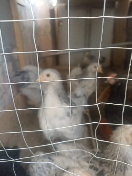 Продам цыплят гигант брамма