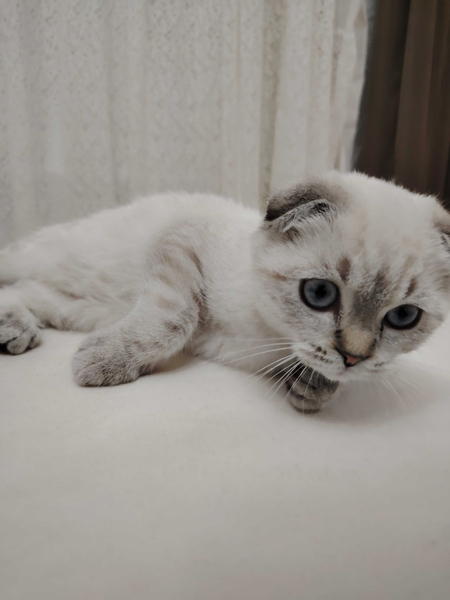 Кот Scottish fold chinchilla