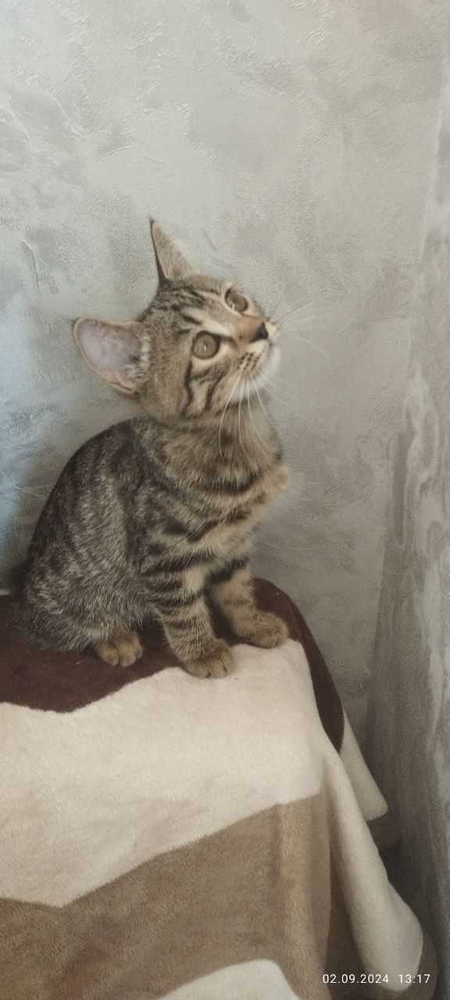 Красивые котятки