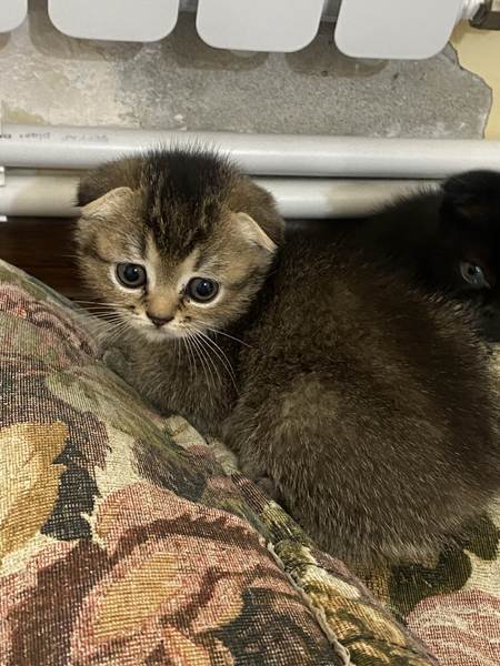 Шотландские котята