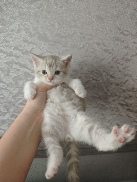 Котенок мальчик фолд