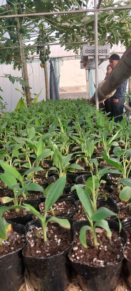 Banan papaya limon apelsin mandarin ko'chatlari sotiladi