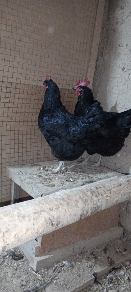 Gigant Qora shaxzoda jo‘jaxo‘rozlarar sotiladi
