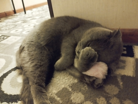 Mushuk, scottish fold