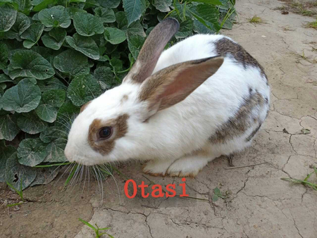 Quyonlar sotiladi
