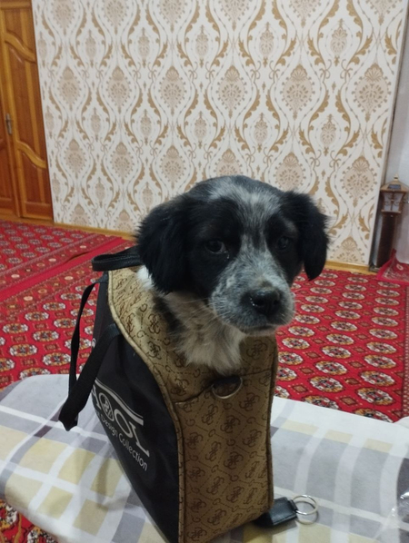 Охотник! Девочка!
