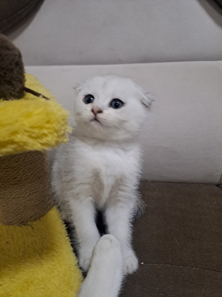 Британиский Фолд мушукчам