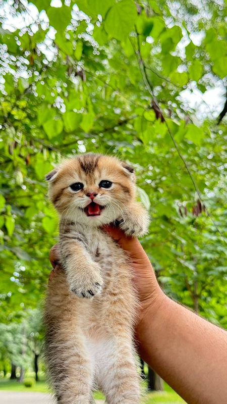 Британский скотиш фолд