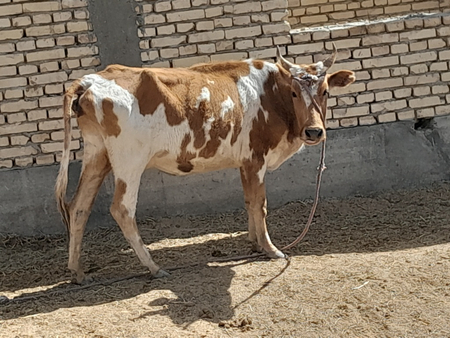 Qisir sigirlar sotiladi 1 va 2qorin tug‘gan