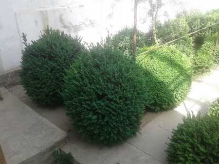 Продаються вечнозелёные кустарники шамшот (самщит) (шамшод) .