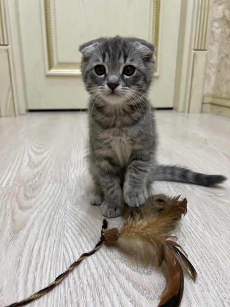 Котенок Скотиш Фолд