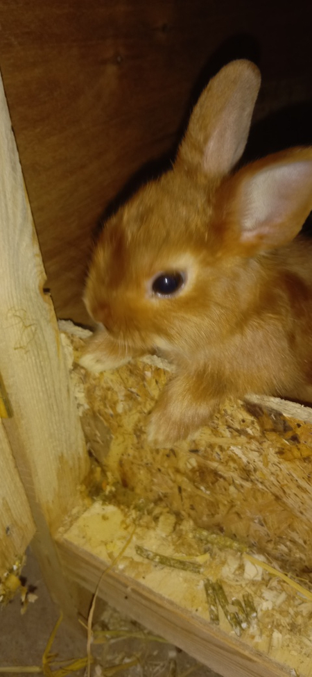 Xar xil zotli quyonla sotiladi