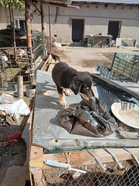 Toza gruji zotli it sotiladi