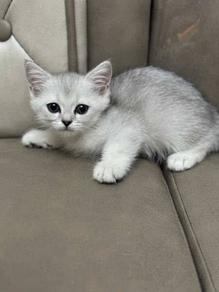 Продажа котят
