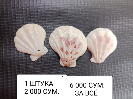 Продаю Ракушки разные