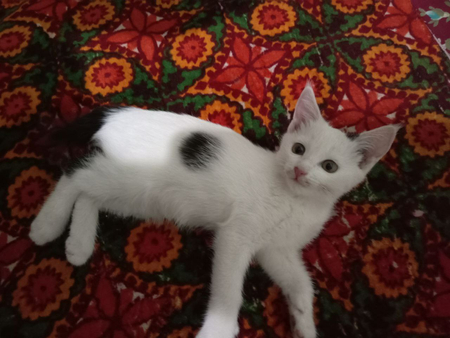 Котенок в добрые руки