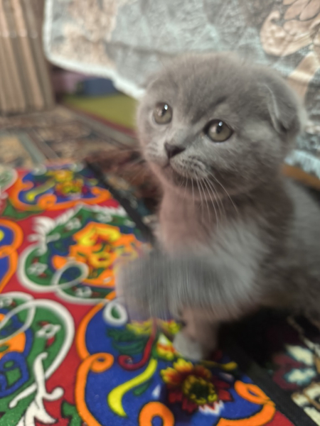 Scottish Fold britan