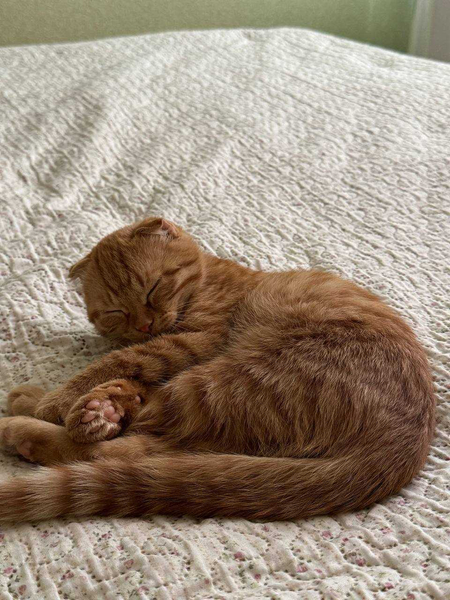 Шотландский Вислоухий кот - Scottish Fold pishiq