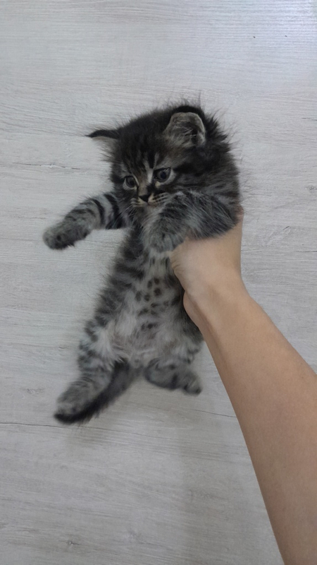 Сибирский котёнок мальчик