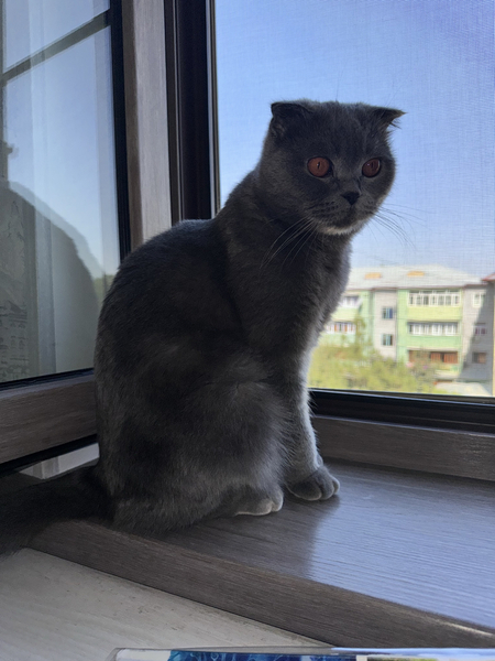 Продаёться Шотландская вислоухая (скотиш фолд)