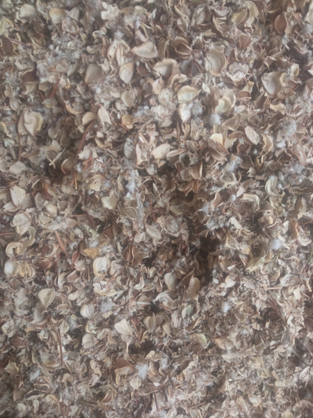 Mayda changʻaloq sotiladi 1 kilogrami