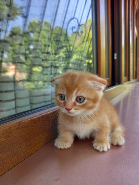 Продается Манчкин Скоттиш Фолд
