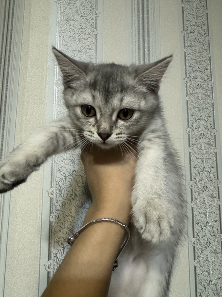 Продажа котят