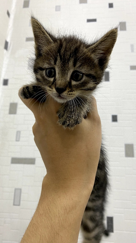 Котенок. Мушукча