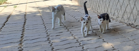 Срочно отдам котят в хорошие руки