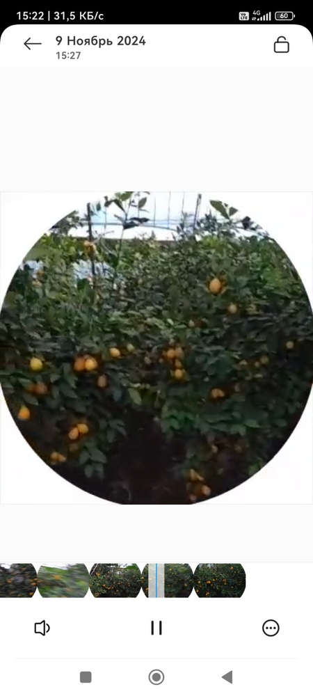 Лимон оптом нархда