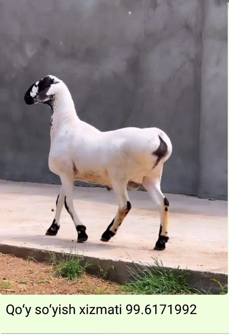 Qassob Tekkinga.