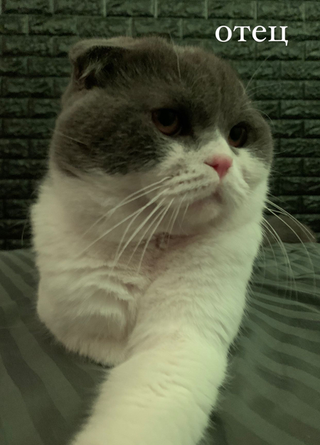 вислоухие котята
