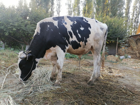 Buqa sotiladi jaydari buqamas