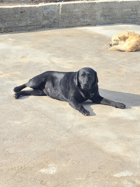 labrador  it sotiladi