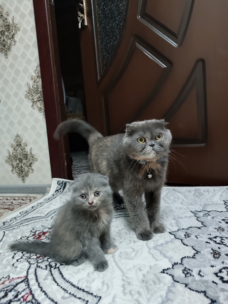 Продается кошка скатёнком