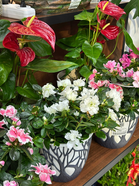 Продается азалия (Rhododendron)