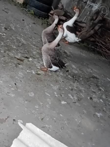 G\\\'ozlar sotiladi