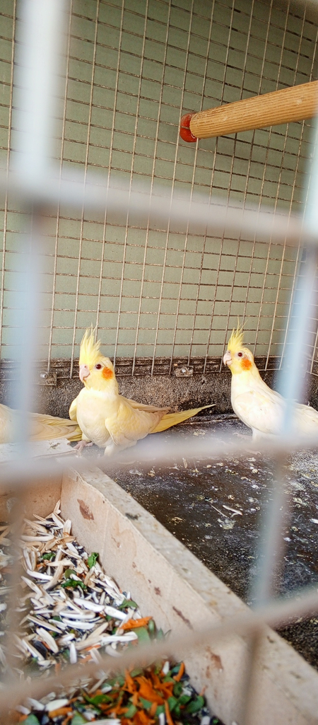 Karella lemon sotiladi