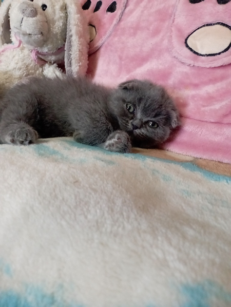 Продаются котята шотландские вислоухие скоттиш фолд мальчики и девочки